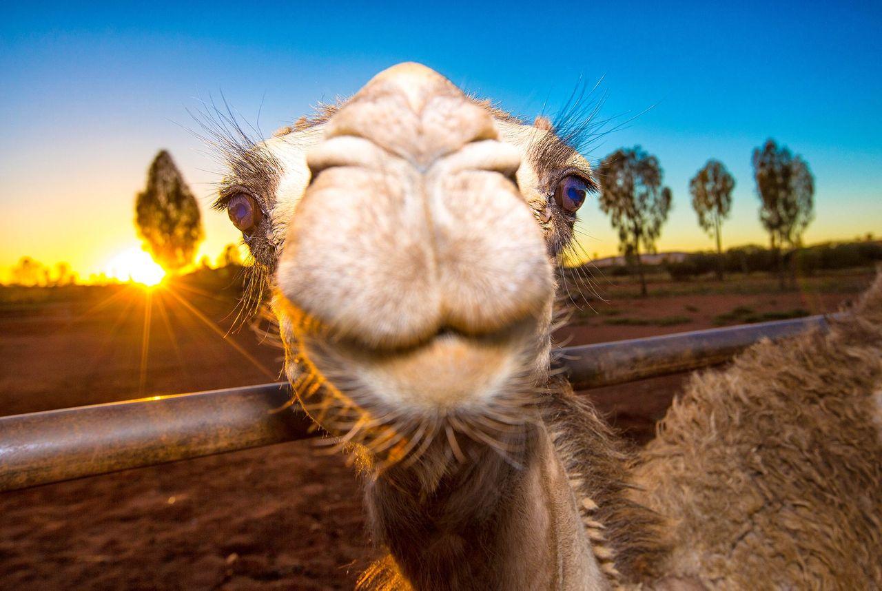 Camel to Sunset | Ayers Rock Resort