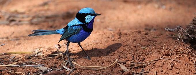 5 Critters to Spot in Uluru Kata Tjuta | Ayers Rock Resort