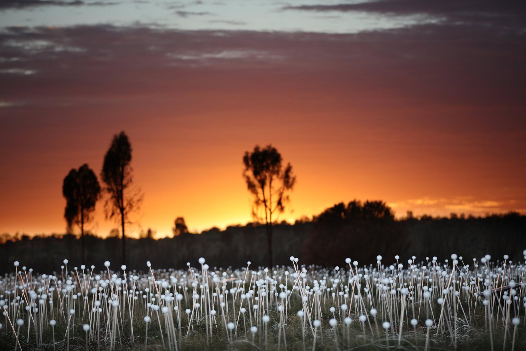 Field of Light | Ayers Rock Resort