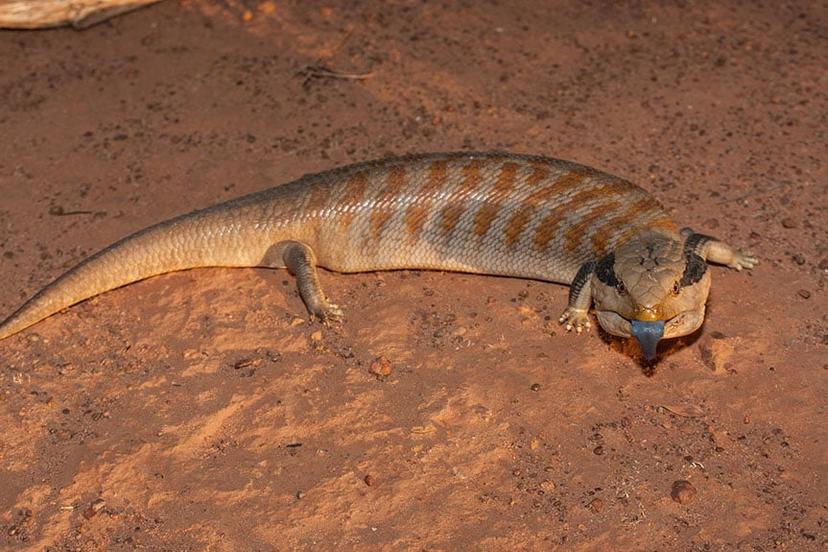 5 Critters to Spot in Uluru Kata Tjuta | Ayers Rock Resort